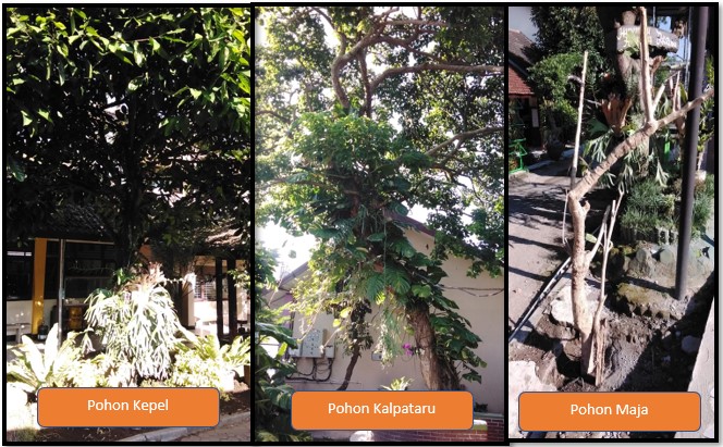 Pohon Mojo dan Vanili Tambah Varian Keanekaragaman Hayati di SMKN 1 ...